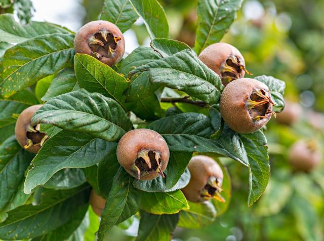 Néflier : culture et récolte des nèfles