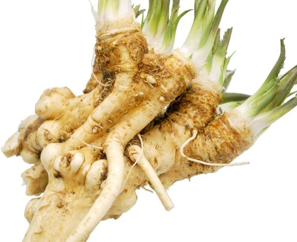 Le raifort : Culture, récolte et utilisations