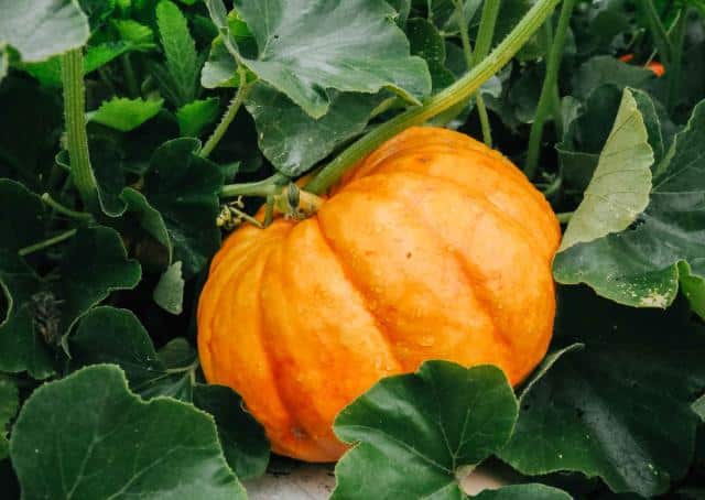 Citrouille : culture, entretien et récolte