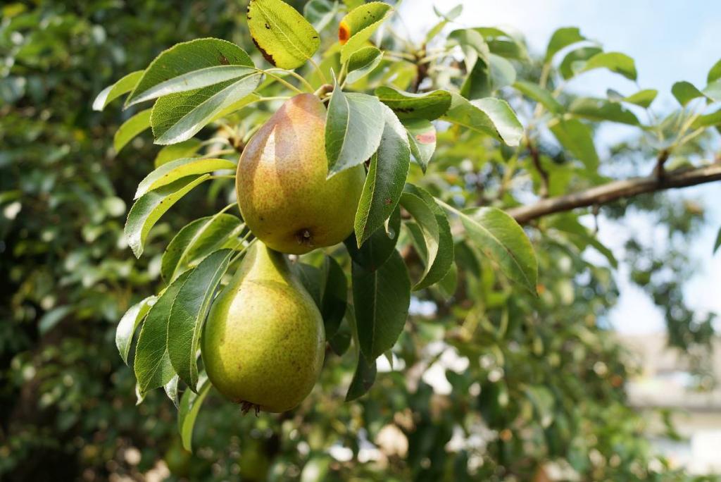 Poirier commun : plantation, entretien et bienfaits – Jardiner Malin Poirier commun : plantation, entretien et bienfaits – Jardiner Malin