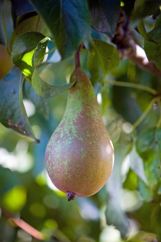 Poirier : 8 variétés coup de coeur à planter au jardin