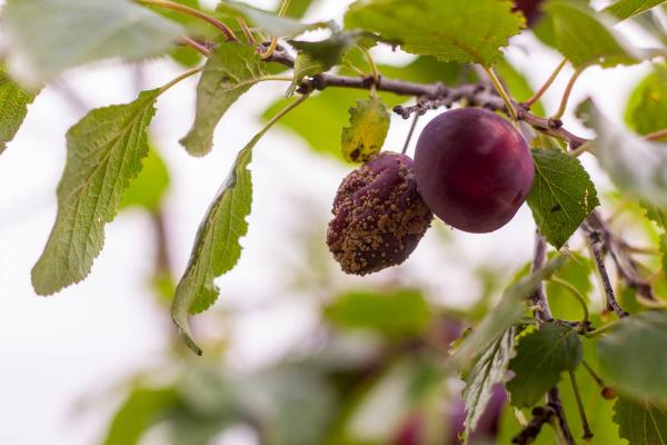 Prunier – Variétés et Conseils de culture