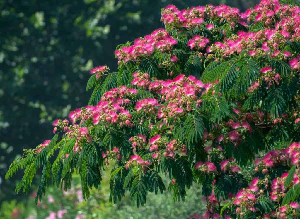 Albizia (Arbre à Soie) : Plantation, Entretien et Variétés