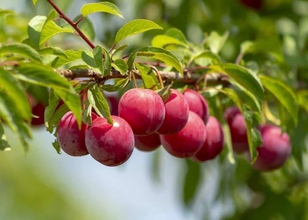 Prunier : culture et entretien, récolte des prunes