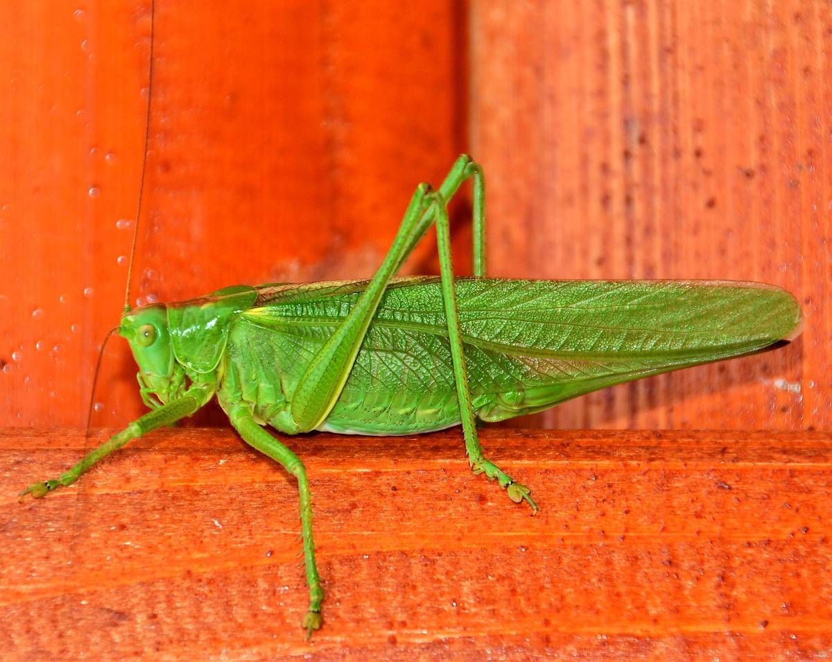 Sauterelle Verte Auxiliaire De Protection Du Jardin