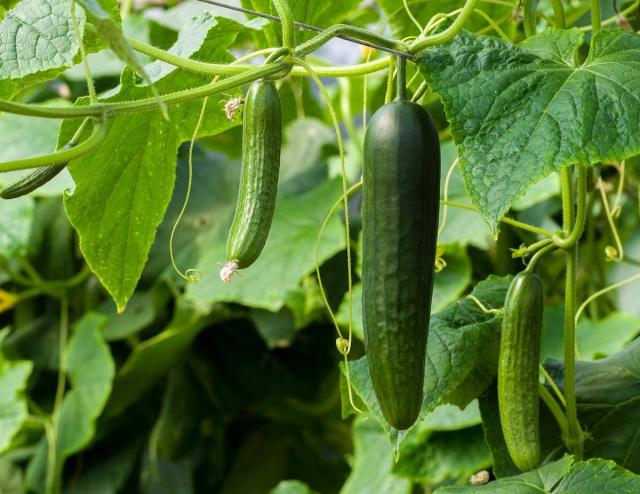 6 délicieuses variétés de concombre à cultiver au potager