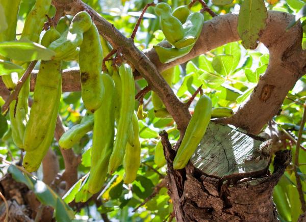 Caroubier : culture et utilisation des caroubes