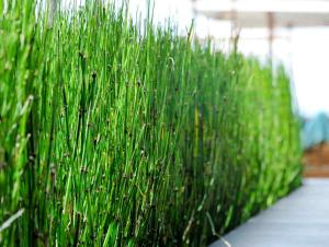 Equisetum : plantation, culture et entretien des prêles