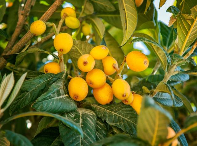 Néflier du Japon : plantation, fruit, entretien et récolte