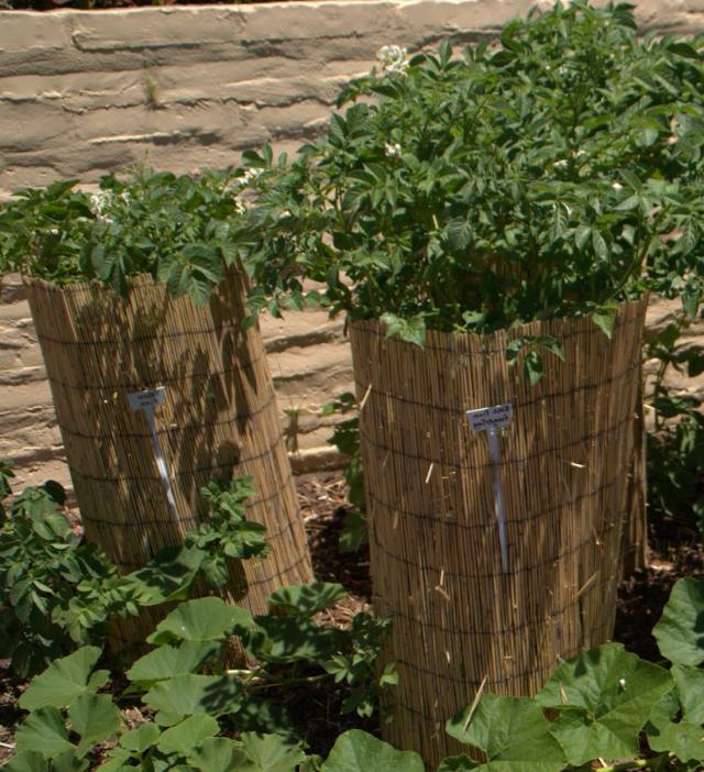 Tour à pommes de terre : conseils de culture