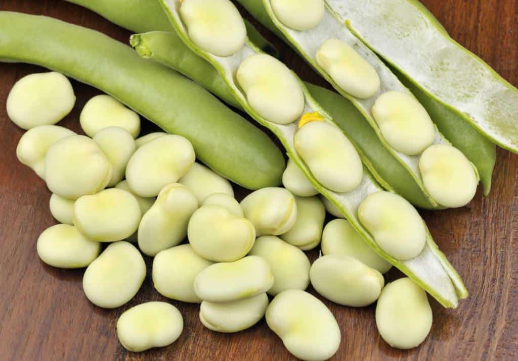 Fève : semis, culture et récolte des fèves