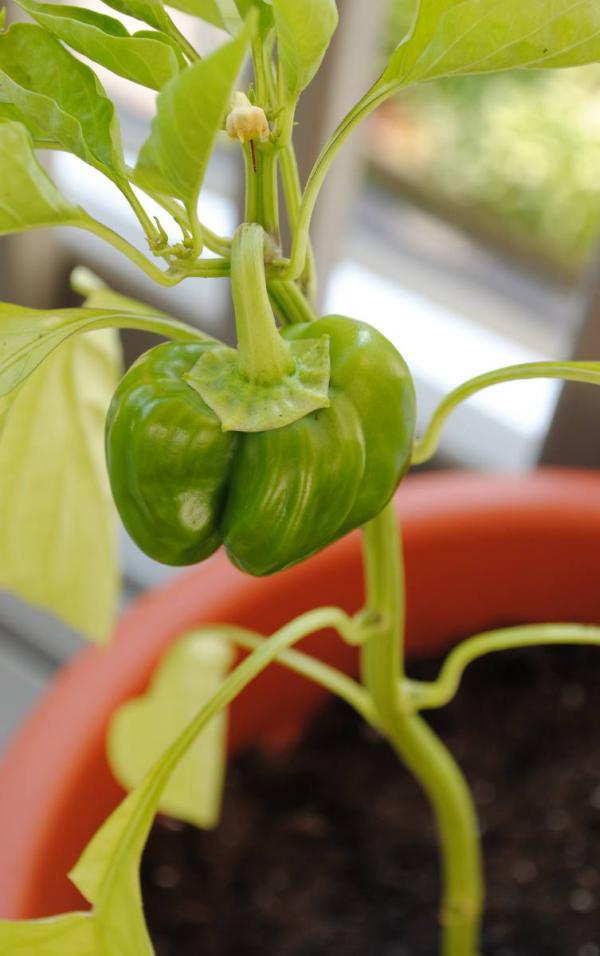 Poivron en pot : Culture et Entretien