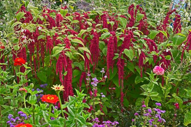 4 Fleurs annuelles qui poussent vite et fleurissent rapidement