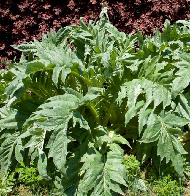 Cardon : semis, culture, blanchiment et récolte des cardes