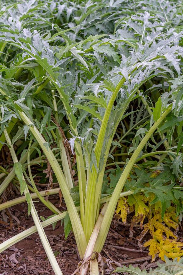 Cardon : semis, culture, blanchiment et récolte des cardes