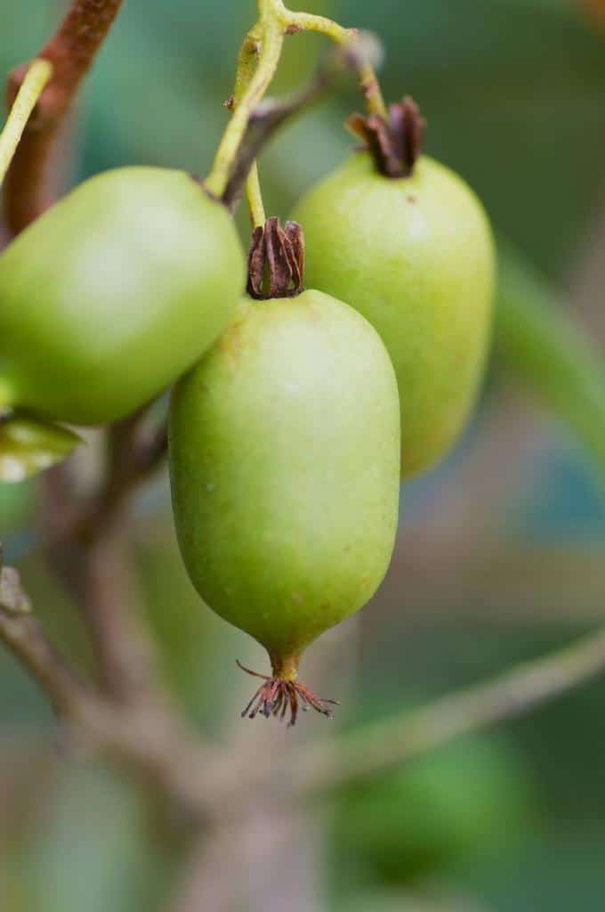Kiwaï - kiwi de Sibérie : Culture et Récolte