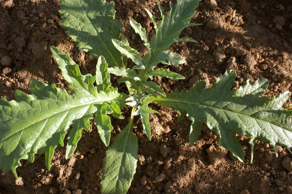 Cardon : semis, culture, blanchiment et récolte des cardes