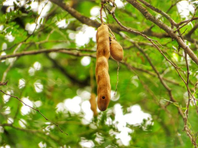 Tamarinier : plantation, culture, entretien et récolte