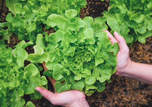 Salades au potager – Variétés à cultiver