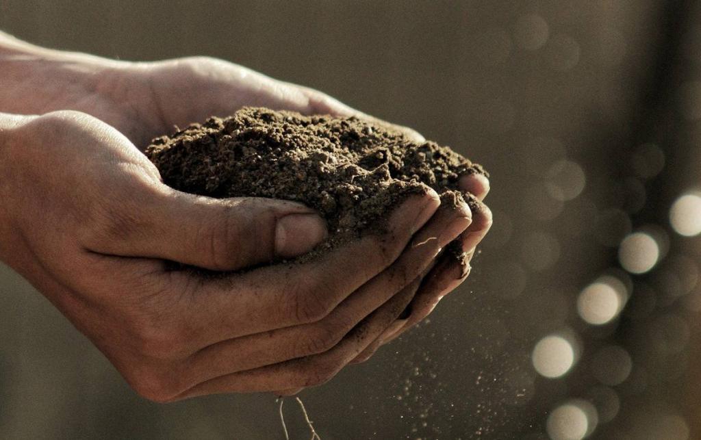 Cultiver un potager en sol acide : quels légumes choisir