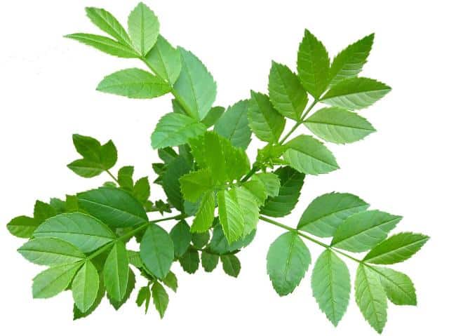 Frêne : bienfaits et vertus sur la santé