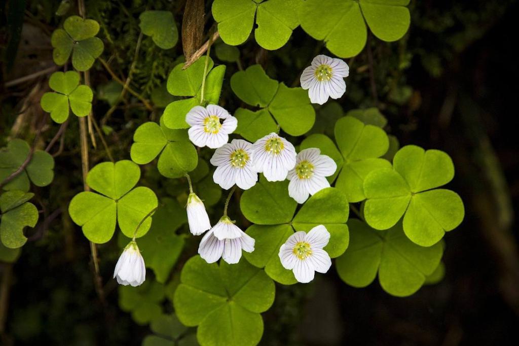 Oxalis : bienfaits et vertus, utilisation en cuisine