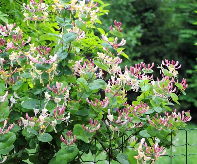 Chèvrefeuille : plantation, entretien et floraison