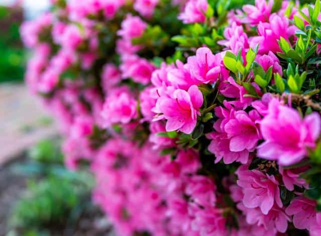 Azalée – Culture des différentes Variétés