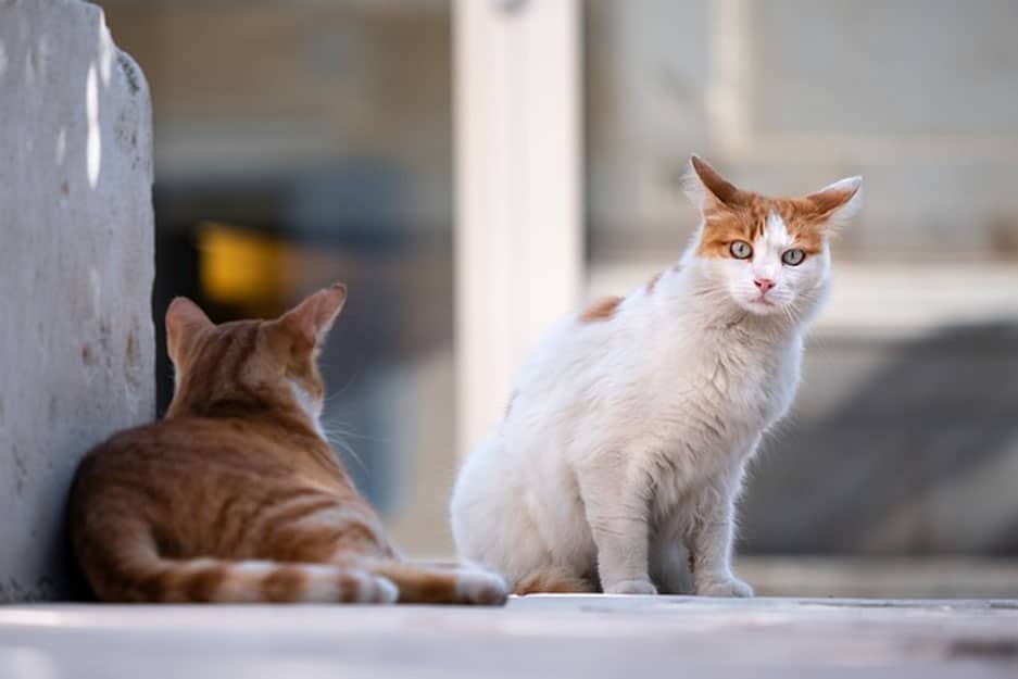 Sida du chat ou FIV : transmission, symptomes et traitement