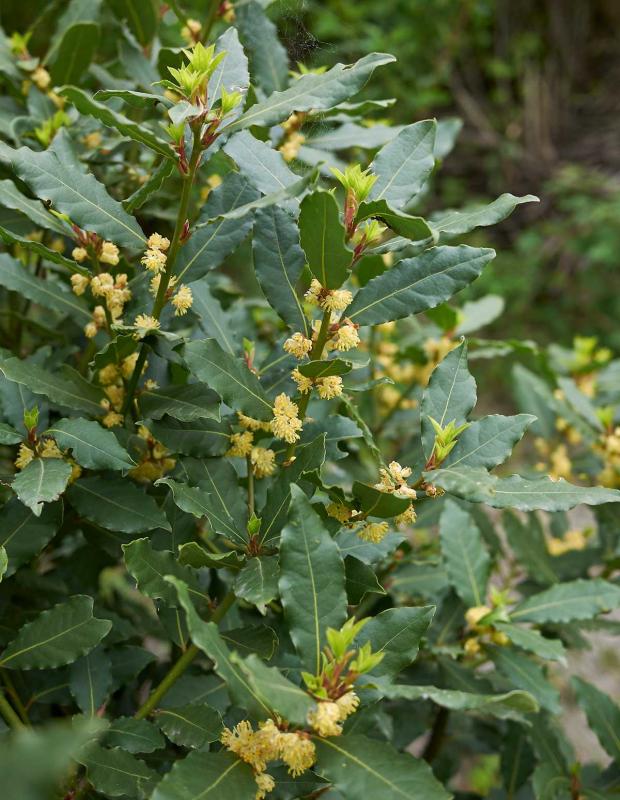Laurus nobilis : culture et utilisation des feuilles