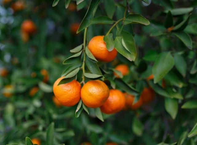 Mandarinier : culture, entretien et récolte