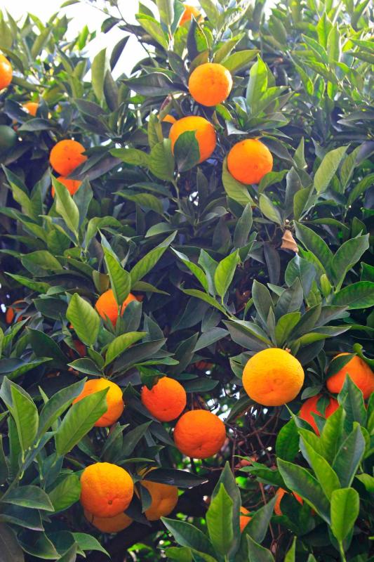 Mandarinier : culture, entretien et récolte