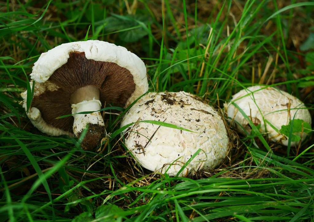 Top 9 des champignons comestibles au jardin