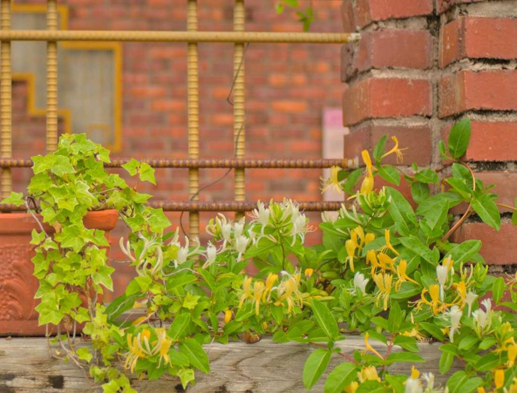 Chèvrefeuille : plantation, entretien et floraison