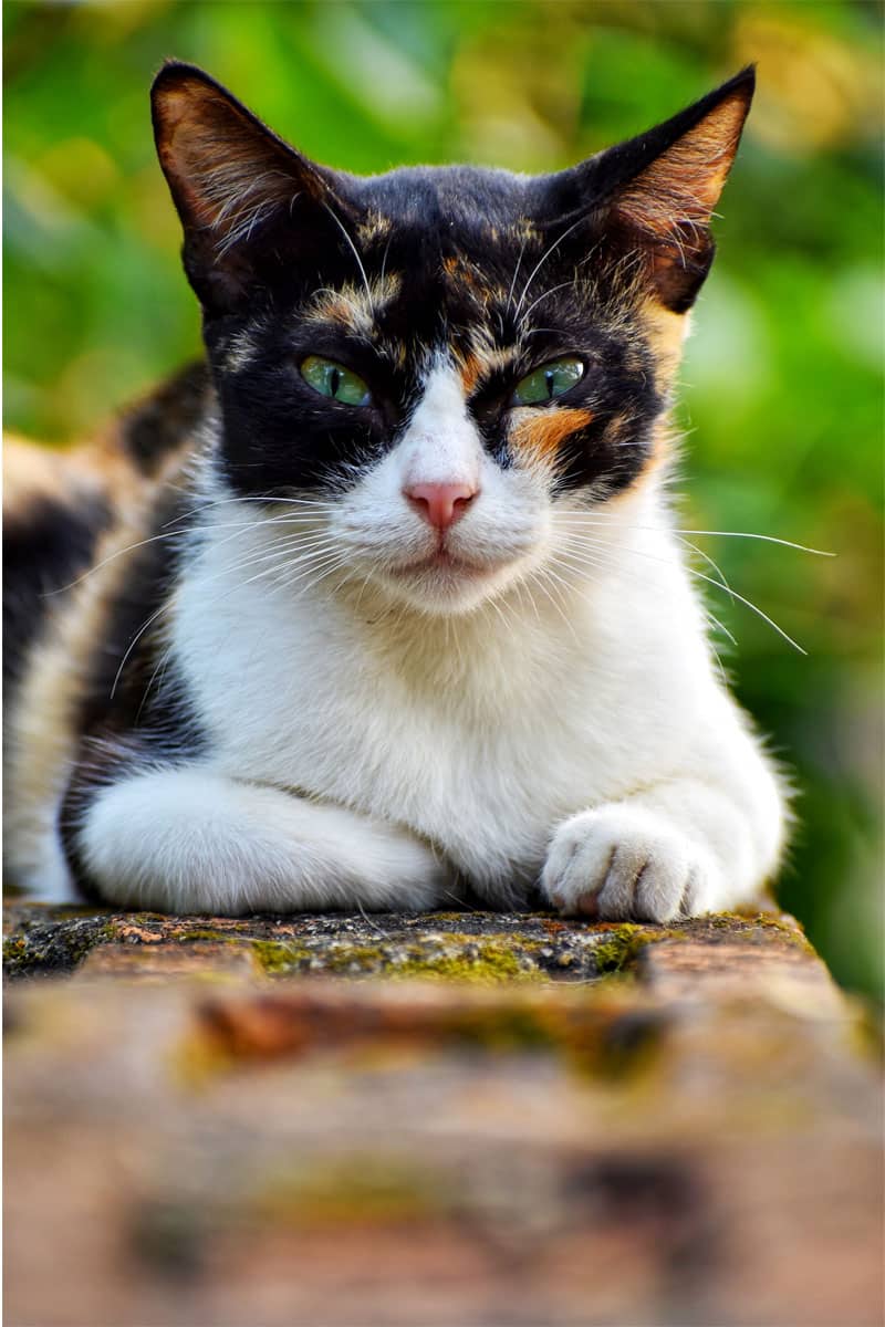 Conjonctivite chez le chat : symptomes et traitement