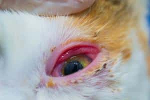 Conjonctivite chez le chat : symptomes et traitement