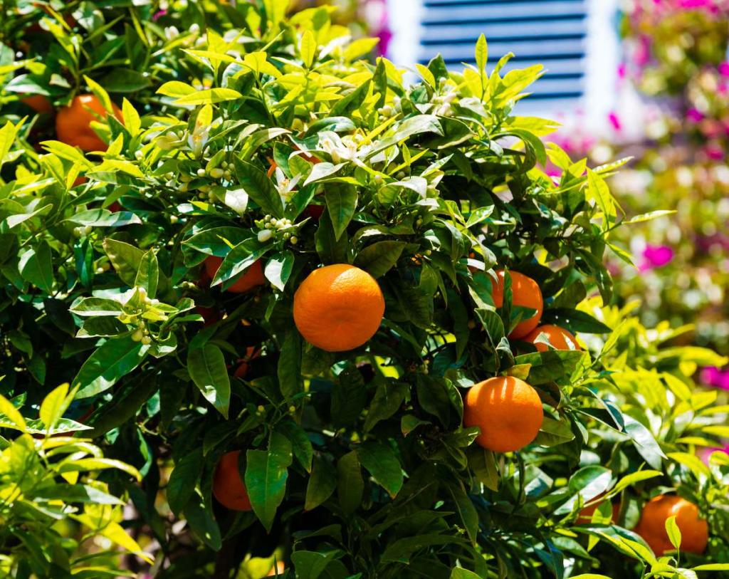 Mandarinier : culture, entretien et récolte