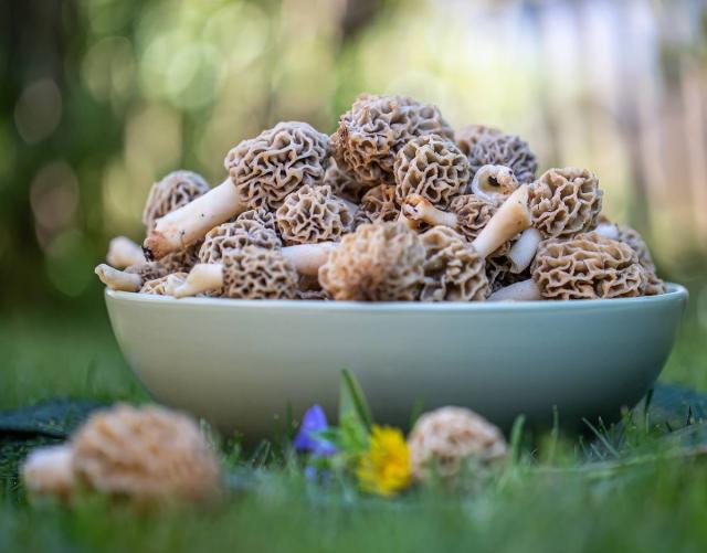 Morille : identification, cueillette, cuisine et conservation