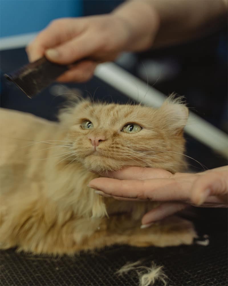 Mue chez le chat : explication, période et précautions à prendre