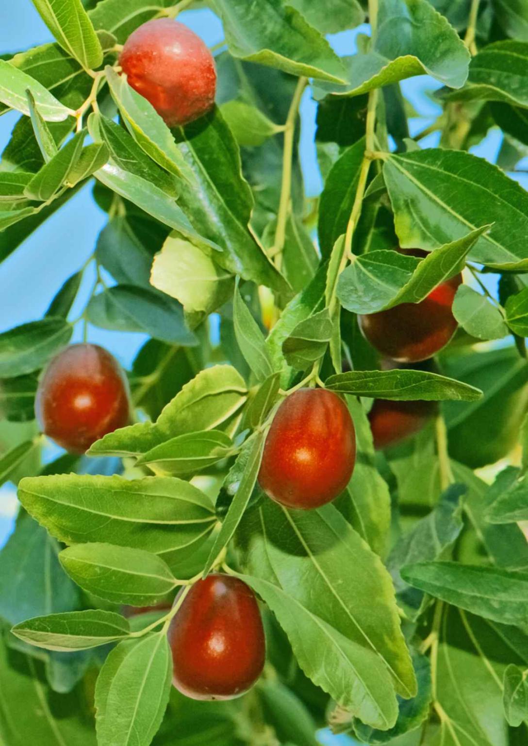 Jujubier : Plantation, entretien et récolte des jujubes