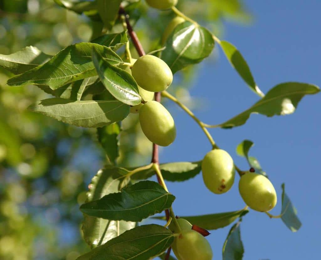 Jujubier : Plantation, entretien et récolte des jujubes