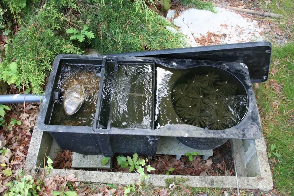Bassin et mare : entretien des poissons, pompe et algues