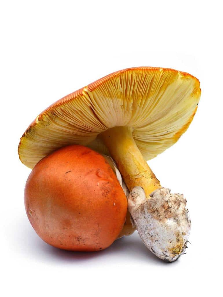 Oronge Champignon Prix Au Kilo