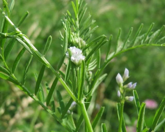 Vesce : une plante à cultiver comme engrais vert au potager