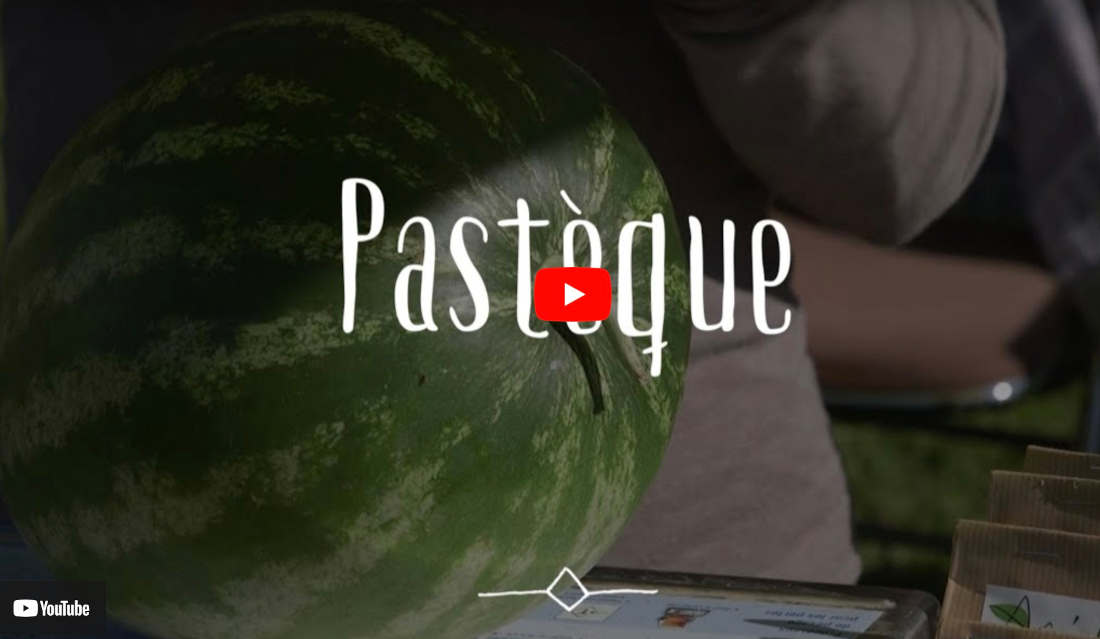 Pastèque : semis, culture, entretien et récolte
