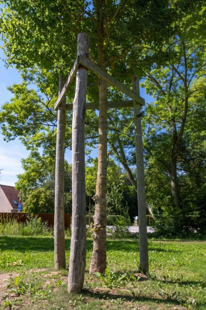 Tuteurer un arbre : pourquoi est-ce important et comment faire