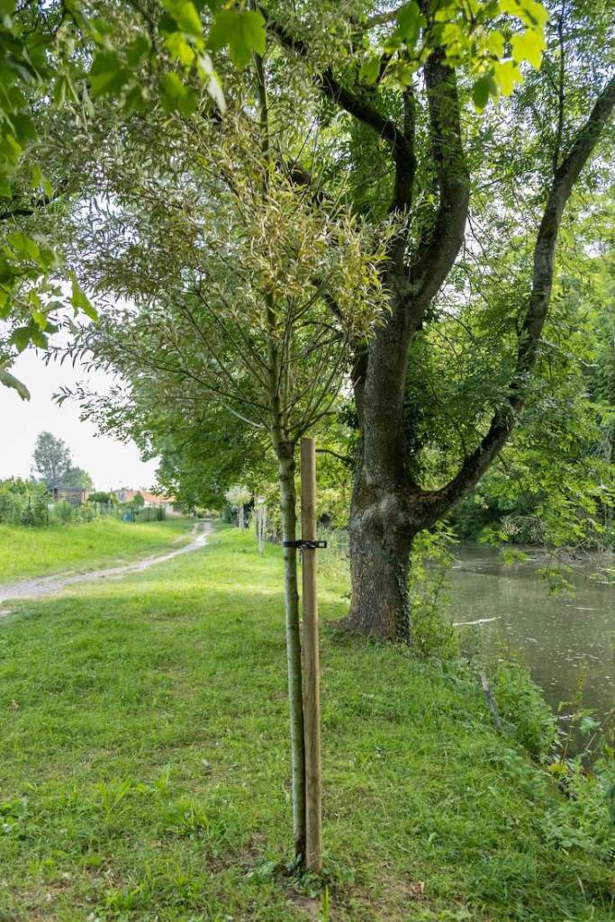 Tuteurer un arbre : pourquoi est-ce important et comment faire