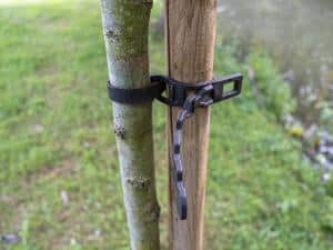 Tuteurer un arbre : pourquoi est-ce important et comment faire