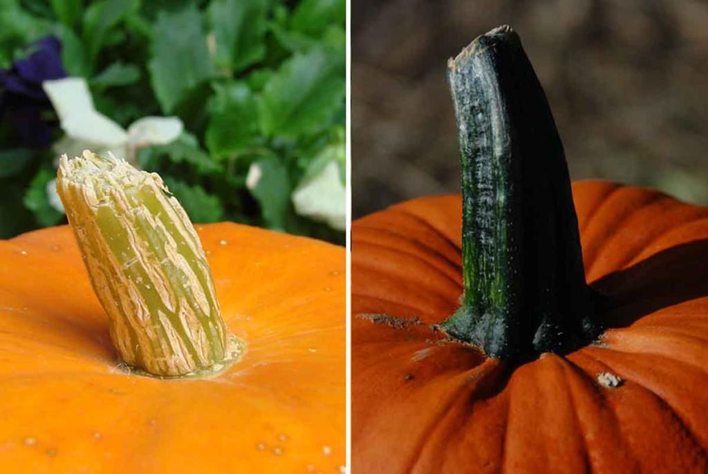 Potiron et citrouille : quelle différence et comment les reconnaître Potiron et citrouille : quelle différence et comment les reconnaître