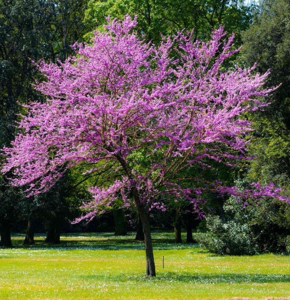 Cercis siliquastrum : conseils de plantation et d’entretien